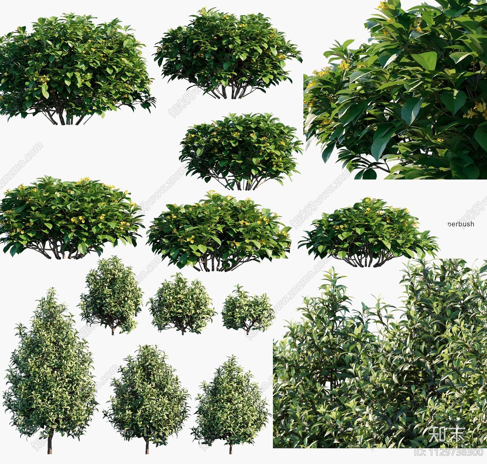 景观灌木3d模型下载【id1129738300】知末3d模型网