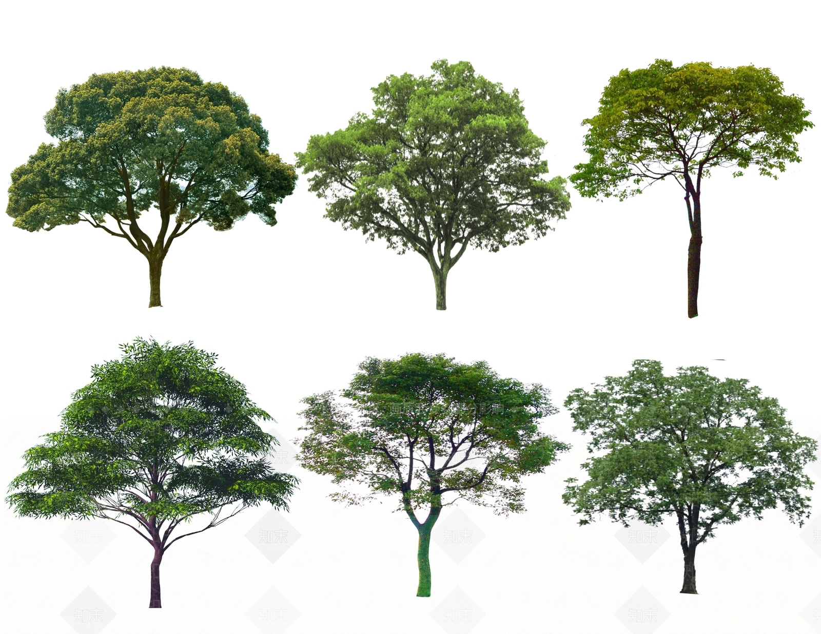 2d香樟树SU模型下载【ID:1130990126】_知末su模型网
