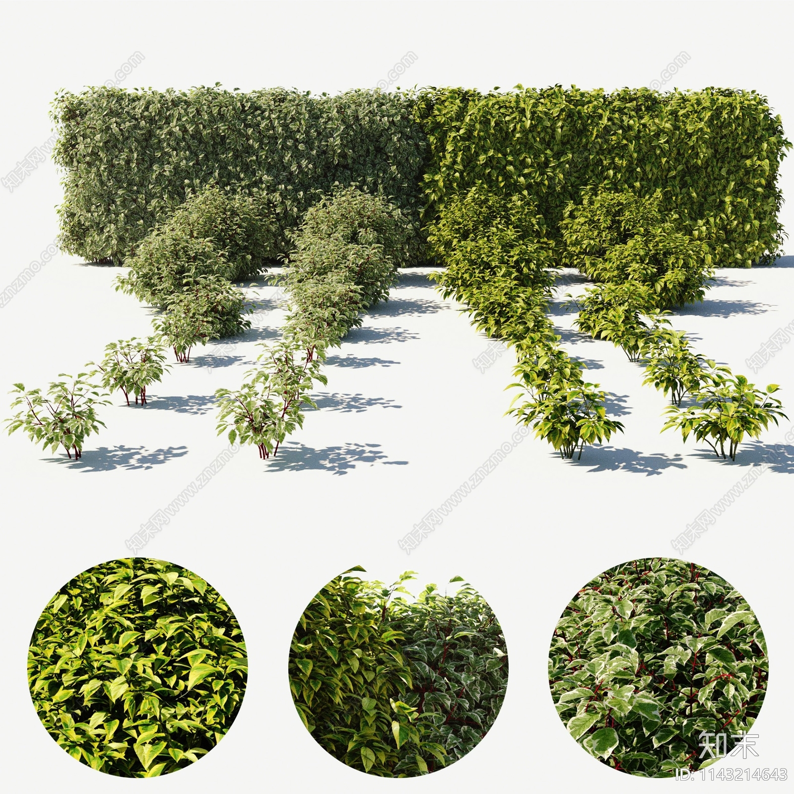 现代山茱萸灌木植物3d模型下载【id1143214643】知末3d模型网