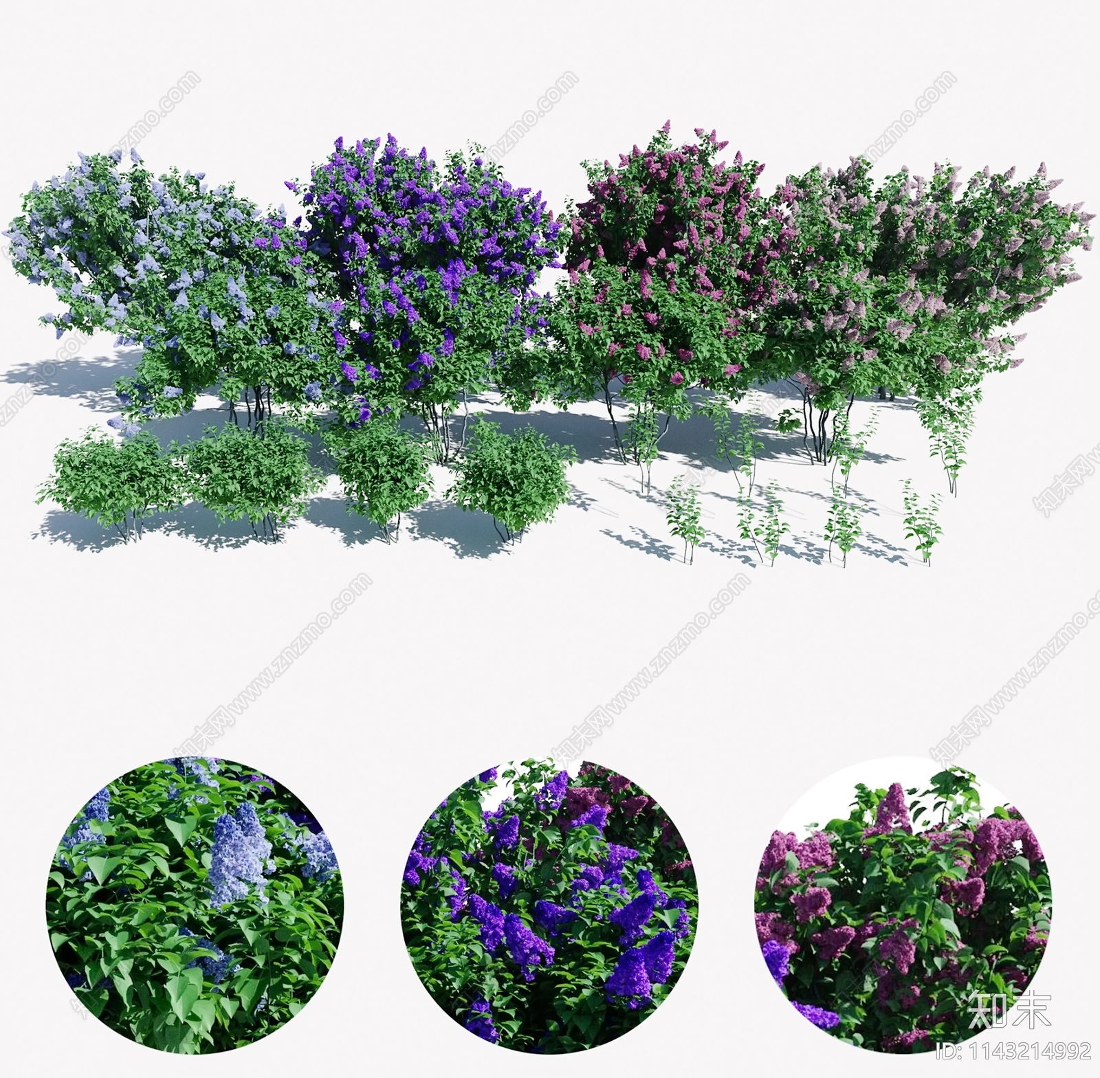 现代丁香花灌木植物3d模型下载【id1143214992】知末3d模型网