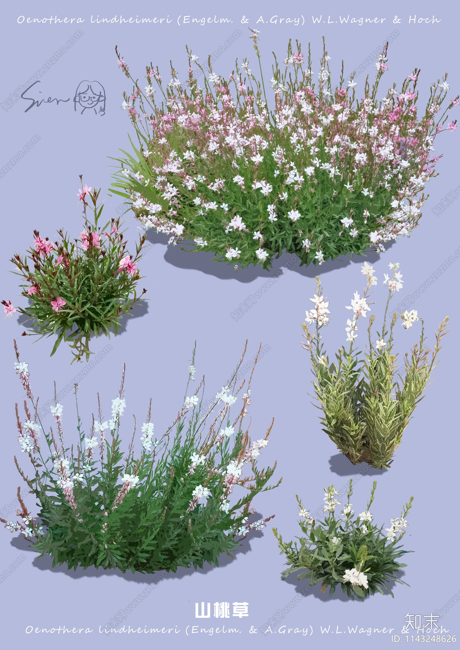 Psd免抠山桃草花卉下载【id1143248626】undefined