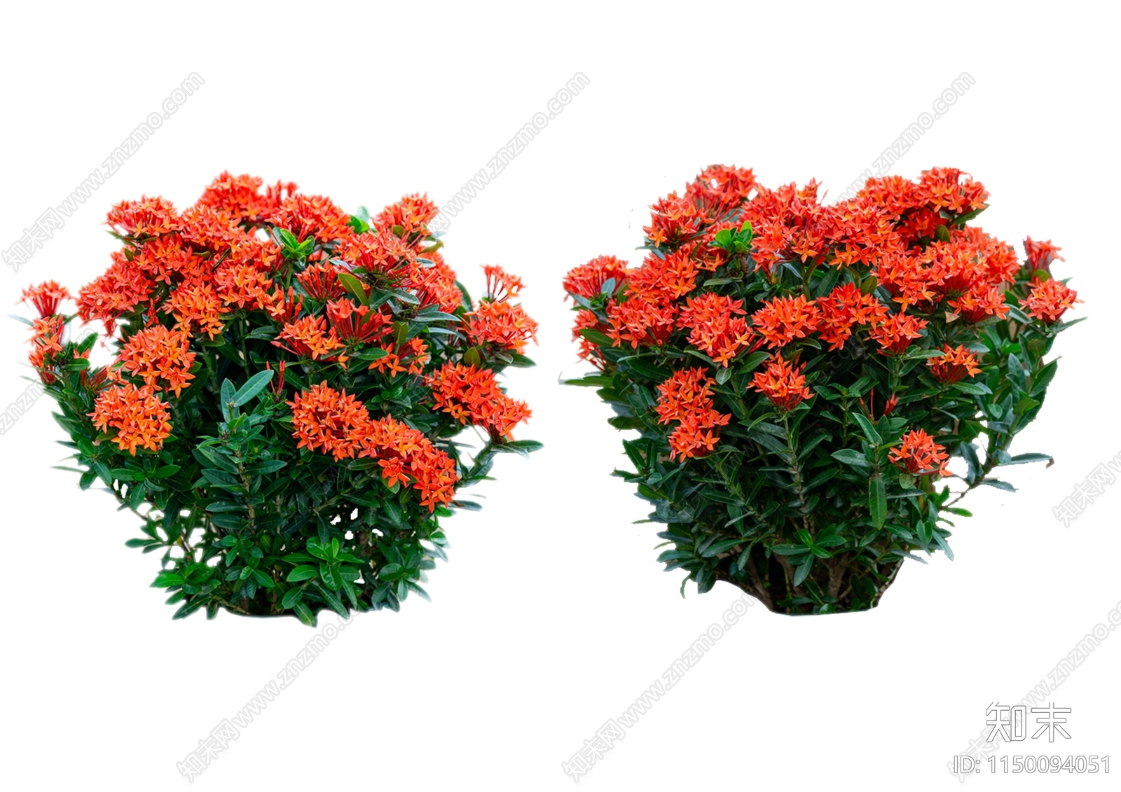 Psd免抠小叶龙船花灌木植物下载【id1150094051】undefined