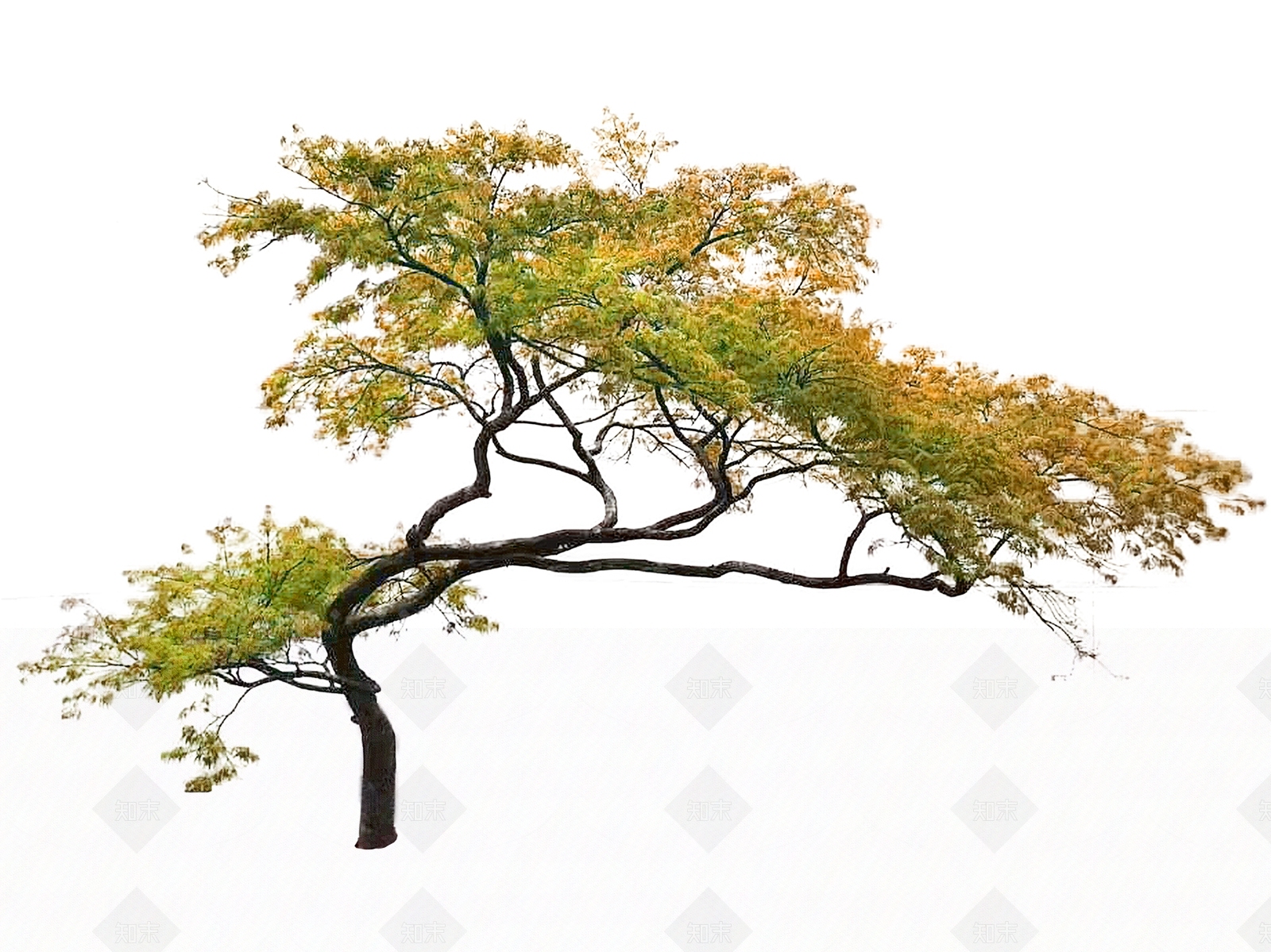 2D精品羽毛枫SU模型下载【ID:1150970821】_知末su模型网