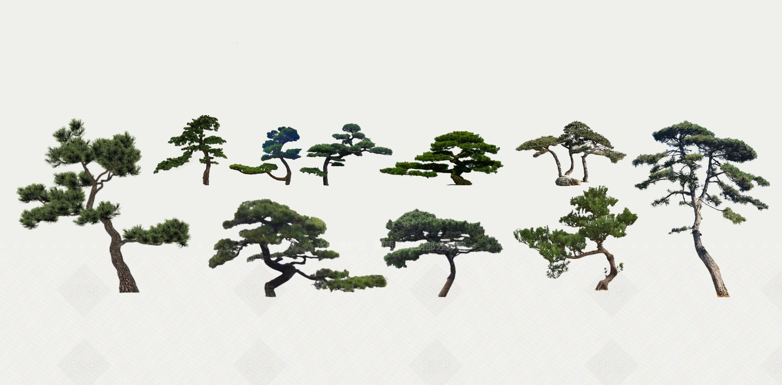 2D油松SU模型下载【ID:1151155212】_知末su模型网