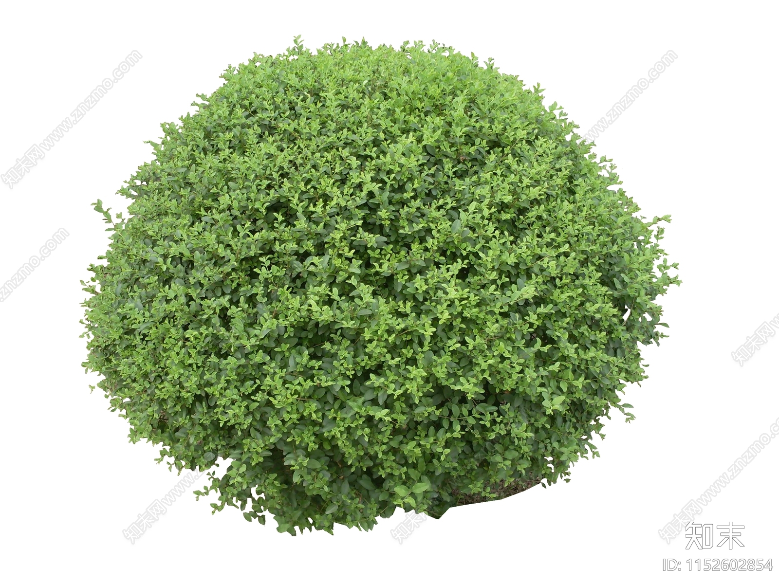 Psd免抠小叶女贞球灌木球植物下载【id1152602854】undefined