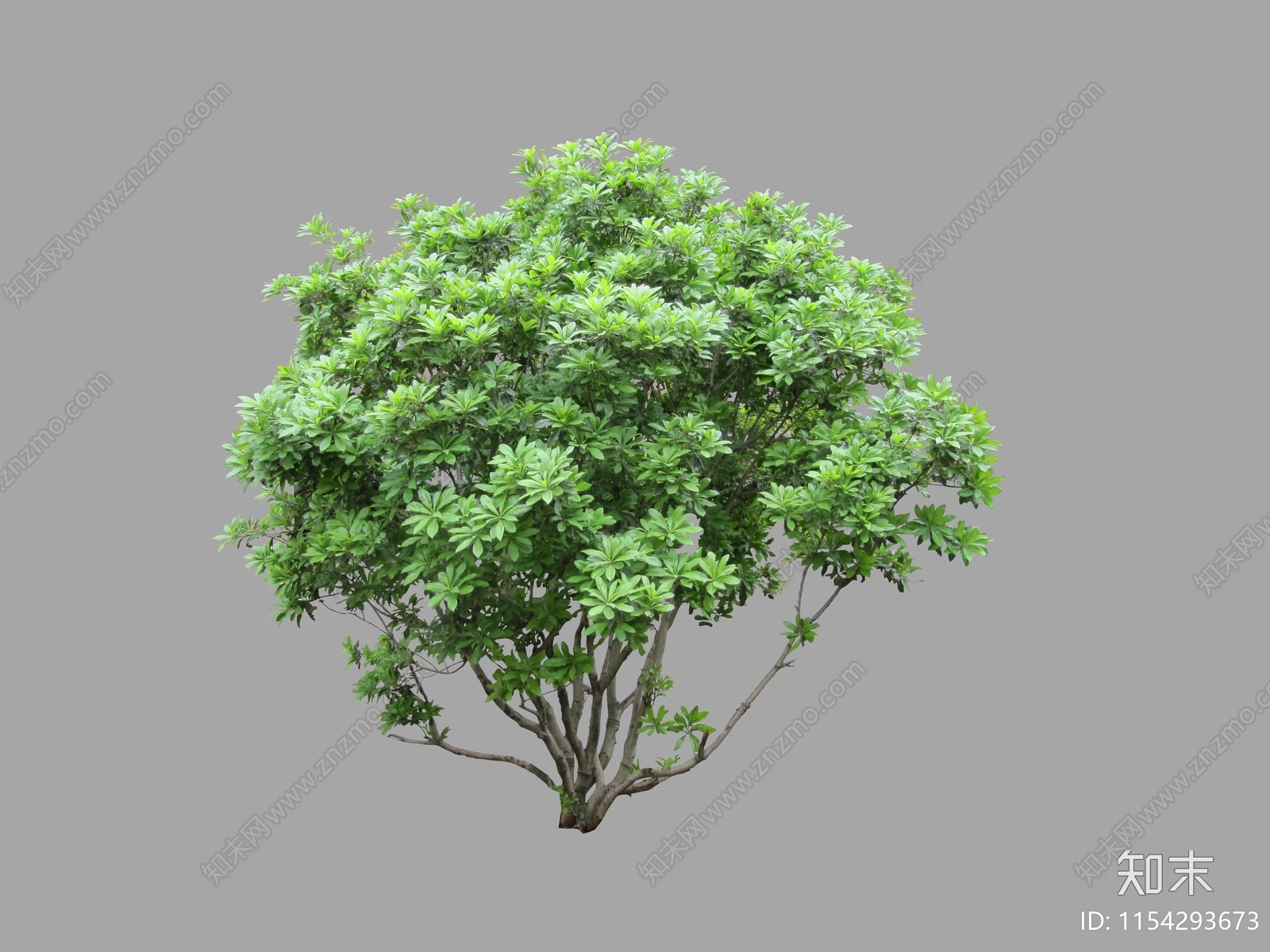 Psd免抠果树丛生杨梅乔木植物下载【id1154293673】undefined