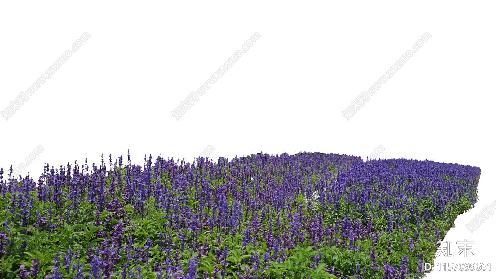 蓝色鼠尾草千屈菜花卉花海植物免抠下载【id1157099661】undefined