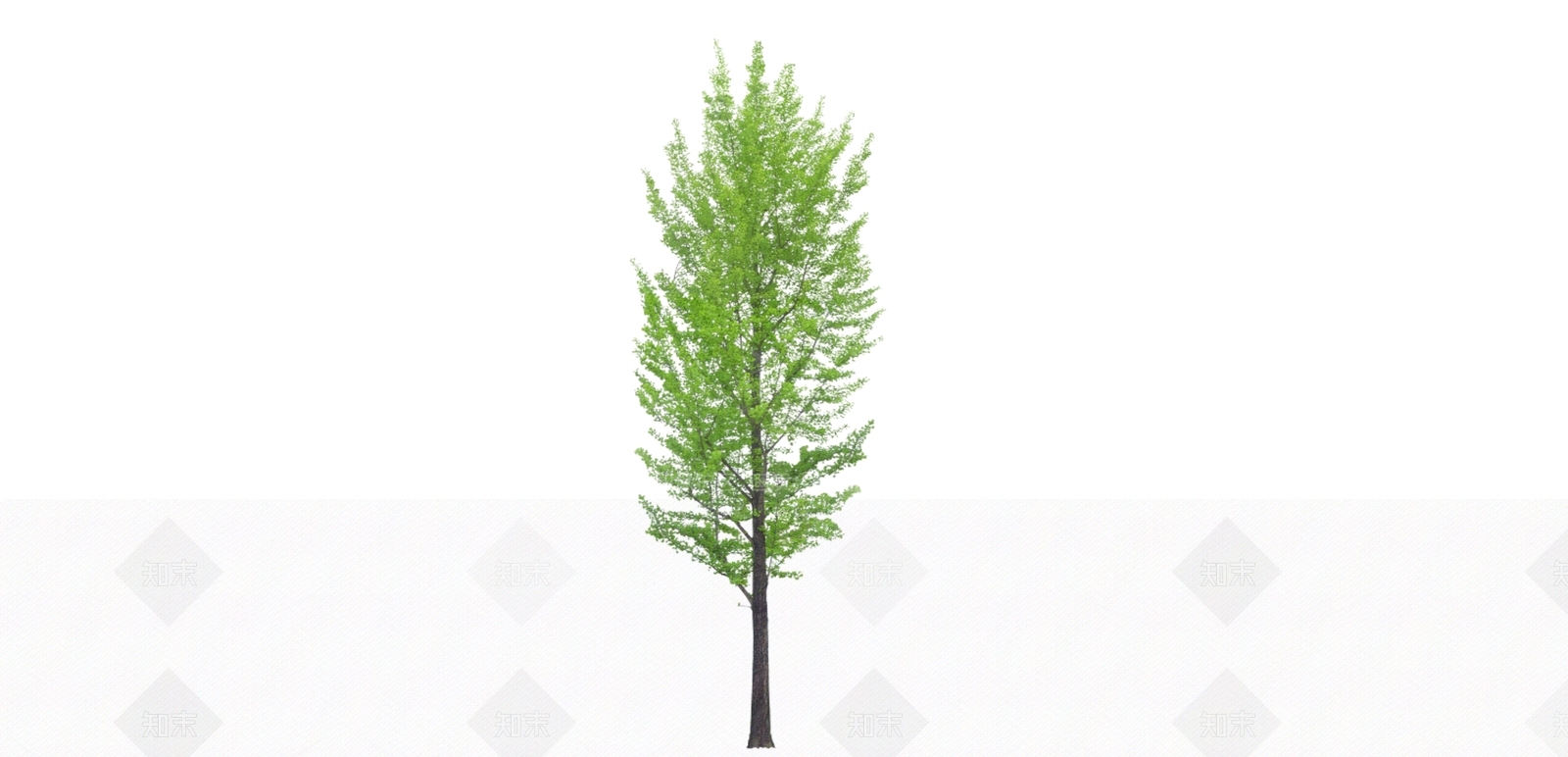 2D精品银杏SU模型下载【ID:1158084543】_知末su模型网