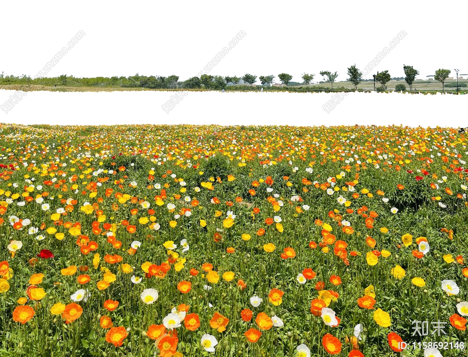 虞美人花卉花海植物免抠下载【id1158692148】undefined