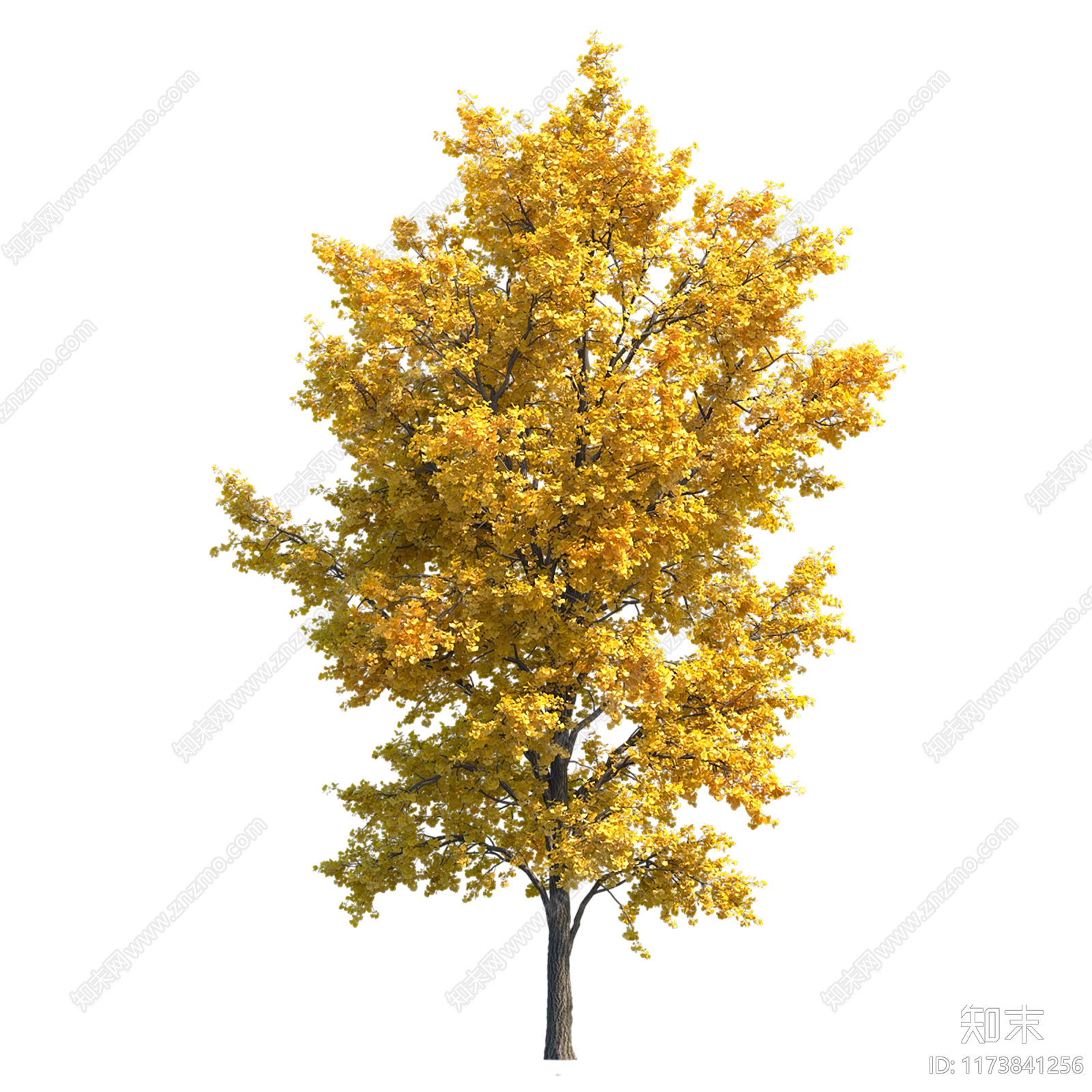 现代树下载【ID:1173841256】undefined